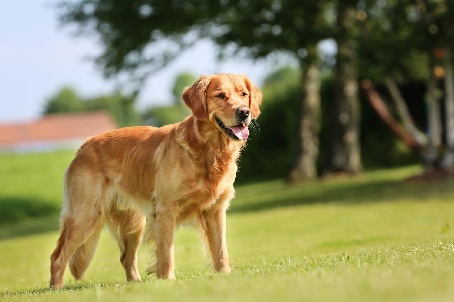Best Dog Breeds for Families: Find Your Perfect Match